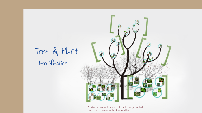 Forestry: Tree Identification by Leisel Wirig on Prezi