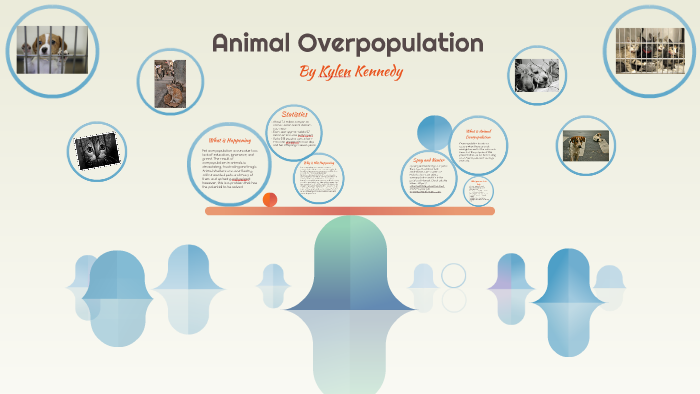 Animal Overpopulation by Kylen Kennedy on Prezi
