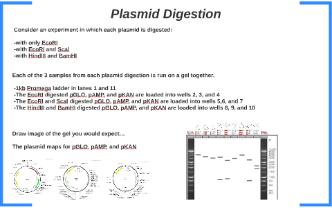 Plasmid Digestion by Douglas Wirtz on Prezi