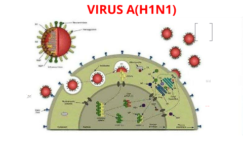EL VIRUS A(H1N1) by mariela katia pañahua cuba on Prezi