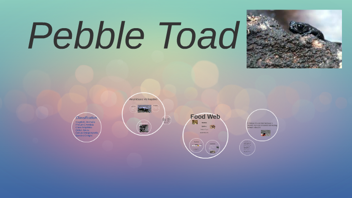 Pebble Toad by Ana Garcia on Prezi