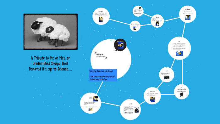 Sheep Eye Dissection Lab Report By Salami Modi Sheep Eye Dissection Lab Report By Salami Modi