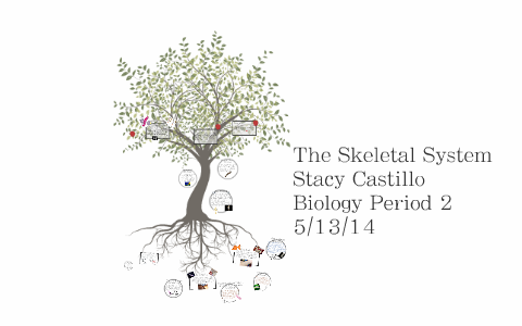 Stacy Castillo, 2, The Skeletal System by stacy castillo on Prezi