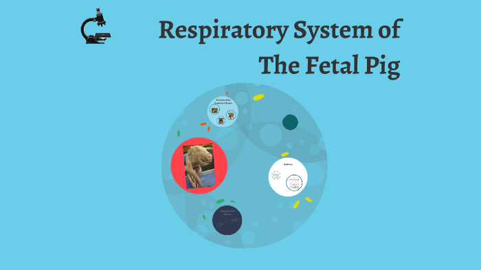 Respiratory System of The Fetal Pig by Megan Wolf on Prezi