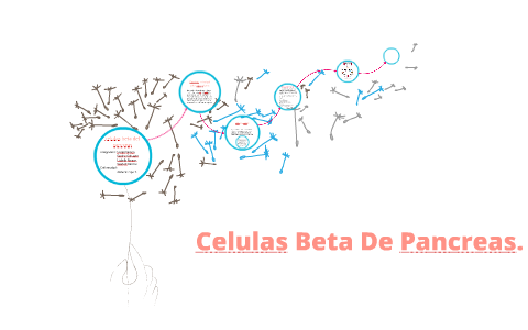 Celulas Beta De Pancreas. by sissell nepita on Prezi