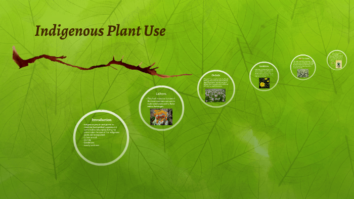 Indigenous Plant Use by DORCAS LAST on Prezi