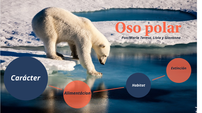 Urso Polar by Alexandra Blumer on Prezi