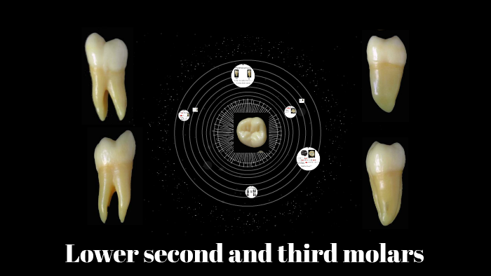 Lower second and third molars by samah mehanni on Prezi