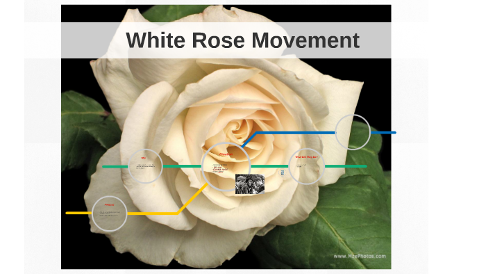 White Rose Movement by Tyler Miller