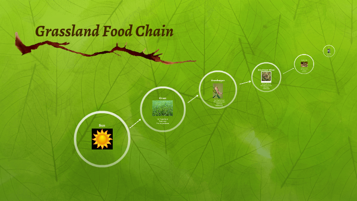 Grassland Food Chain by Jackson Wright