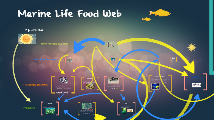 Marine Life Food Web by Josh/Lila Rael/Free on Prezi