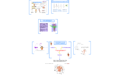 NIVEL CUERPO ÍNTEGRO: masa corporal, volumen corporal, densi by EMILI ...