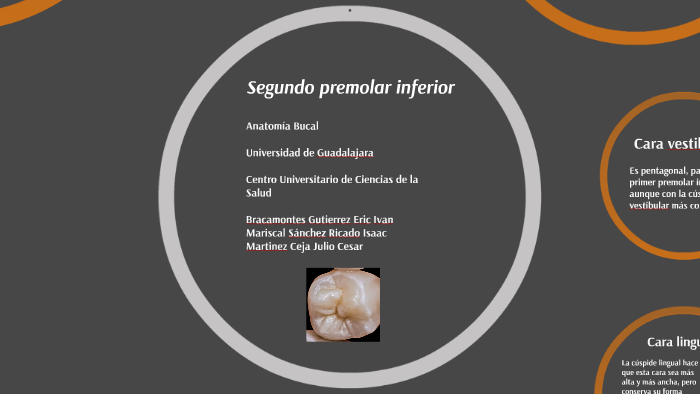 Segundo premolar inferior by Katia Mariscal on Prezi