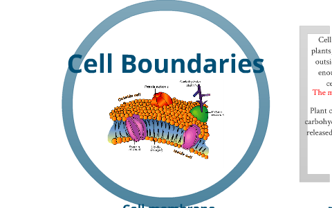 Cell Boundaries by Kayla Pettit on Prezi