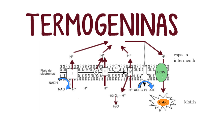 TERMOGENINAS by Irene Ballesteros Domenech on Prezi