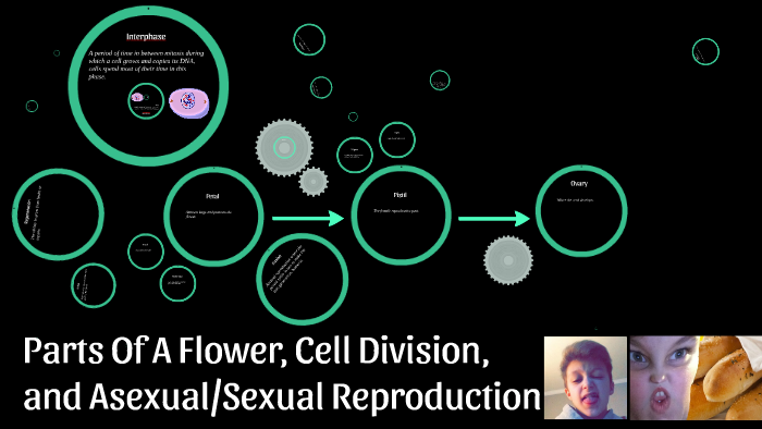 Parts Of A Flower, Flower Processes, and Cell Reproduction by Caleb Elkins
