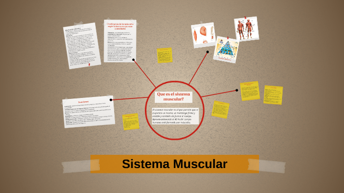 Sistema Muscular by jessica solorio on Prezi