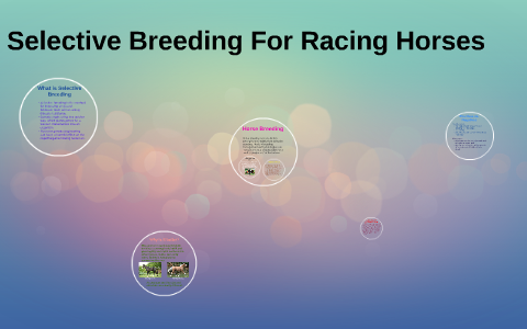 Selective Breeding For Racing Horses by Brianna Aguilar on Prezi