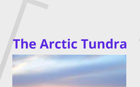 Arctic Tundra Biome by Jacob Veach on Prezi