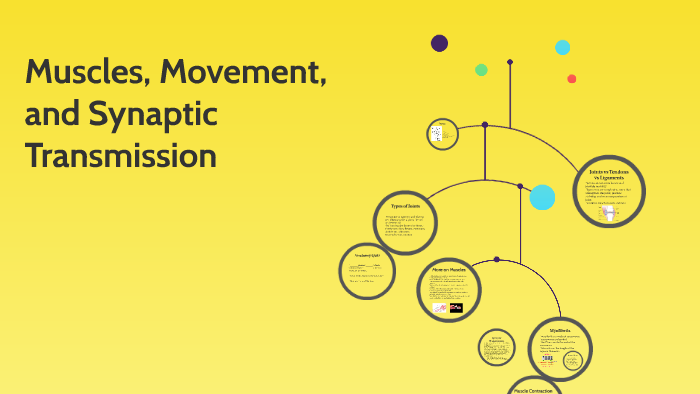 Muscles, Movement, Synaptic Transmission, and Exercise by Isabelle Appleton