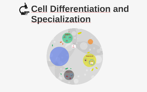 Cell Differentiation and Specialization by Jenny Ka on Prezi