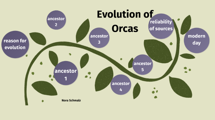 evolution of orcas by Nora Schmalz on Prezi