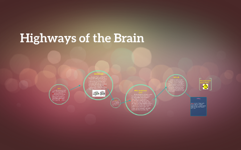 Highways of the Brain by Shanna Kannan