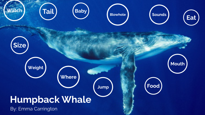 Humpback Whale presentation by Matt Carrington on Prezi