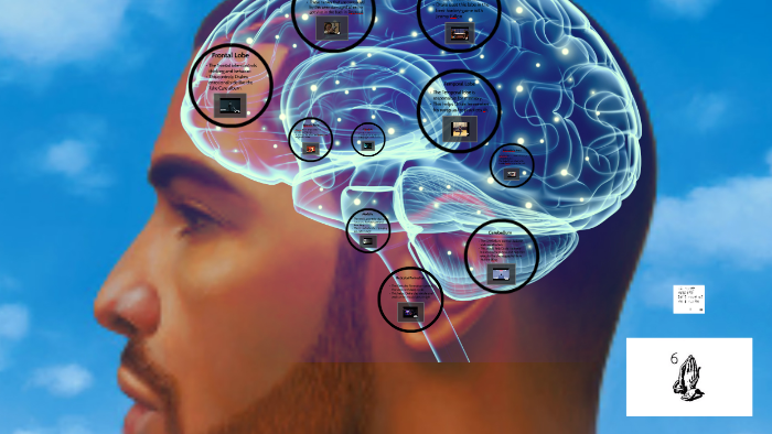 Celebrity Brain- Drake by Kyler Young on Prezi
