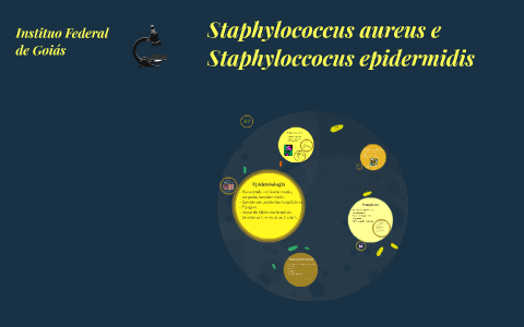 Staphylococcus aureus e Staphyloccocus epidermidis by Marcelo Suehara ...