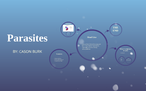 Parasites: head lice by cason burk