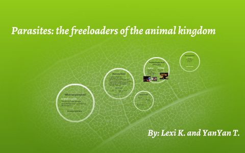Parasites: the freeloaders of the animal kingdom by Yanyan Tran on Prezi