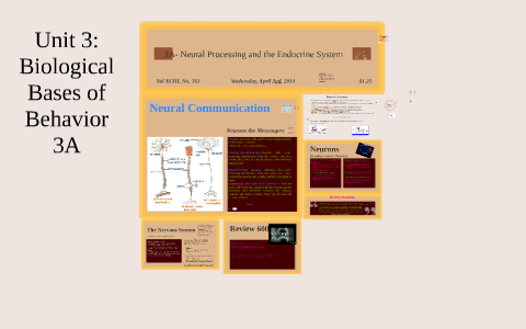 Unit 3: Biological Bases of Behavior by mirline louis on Prezi