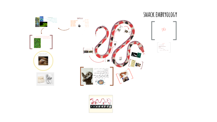 snake embryology by ahad alharbi on Prezi