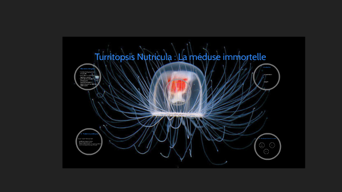 Turritopsis Nutricula : La méduse immortelle by Juliette Besançon on Prezi
