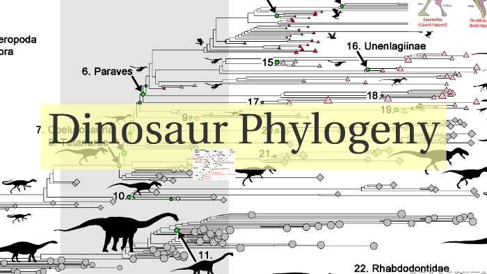 Dinosaur Phylogeny by Paul Ronevich on Prezi