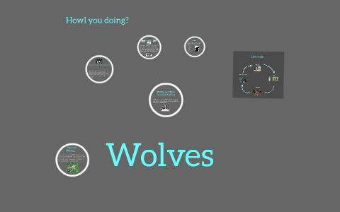 Wolves and Their Amazing Abilities by Darren Lee on Prezi