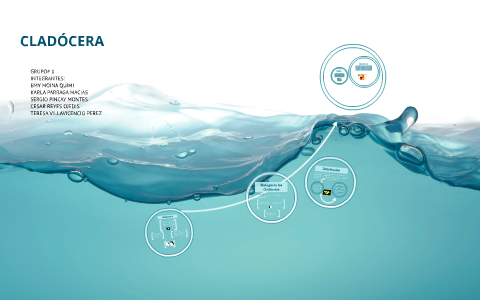 cLADOCERA by teresa villavicencio perez on Prezi