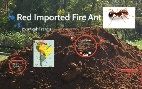 Red Imported Fire Ants by Micah Francis on Prezi