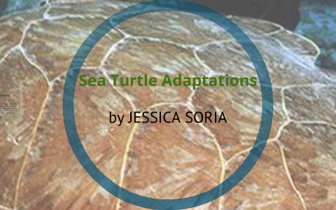 SEA TURTLE ADAPTATIONS Prezi by Juan M Garcia on Prezi