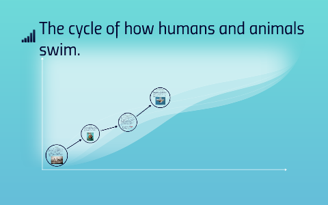 The cycle of how humans and animals swim. by colin mak on Prezi