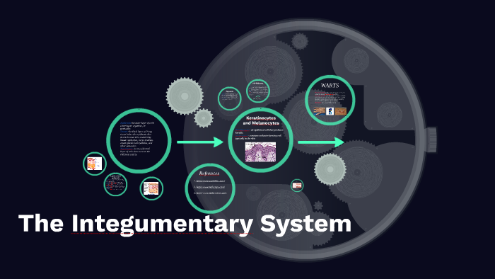 The Integumentary System by Joshua English on Prezi