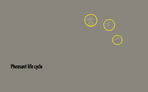 Pheasant life cycle by sarah stenerson on Prezi