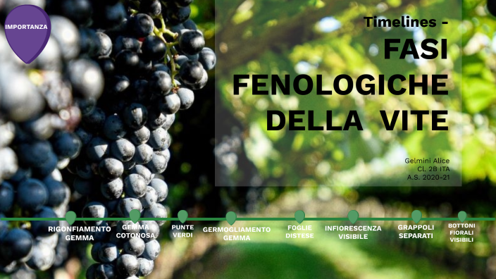 FASI FENOLOGICHE VITE by Alice Gelmini on Prezi
