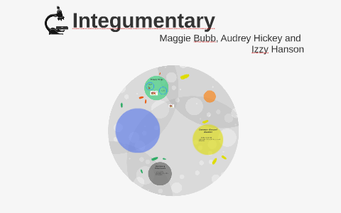 Primary Functions by Audrey Hickey on Prezi