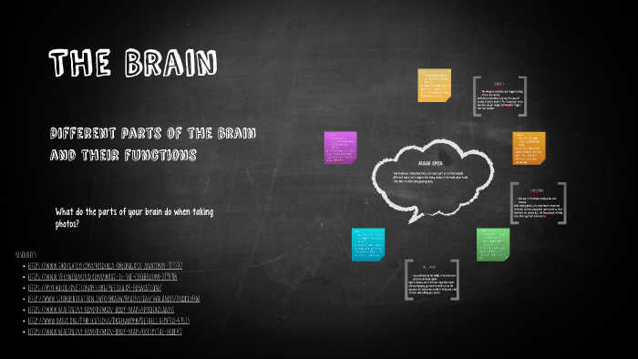 The Brain by noelle hedges on Prezi