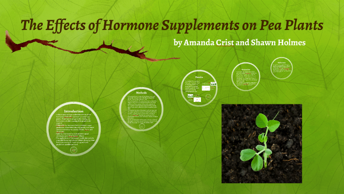 The Effects of Growth Hormone Supplements on Dwarf Pea Plants by Amanda ...