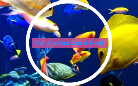 Andros Coral Reef by Sam Loewenthal on Prezi