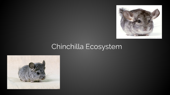 Chinchilla Ecosystem by Elizabeth Macomber on Prezi