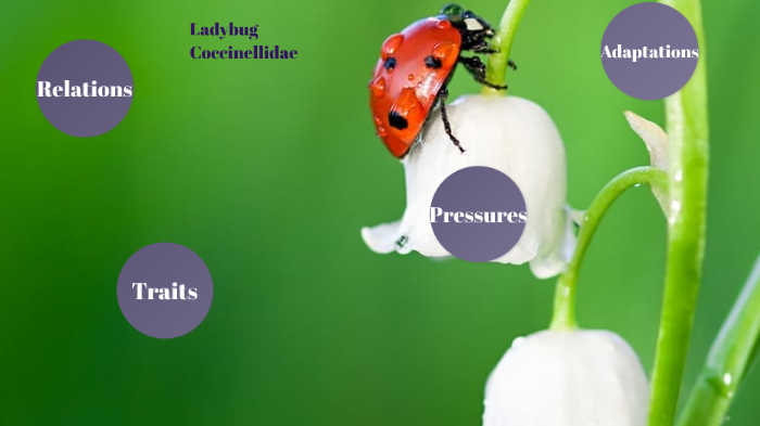 Ladybug Evolution by Yarisbel QuevedoJose on Prezi